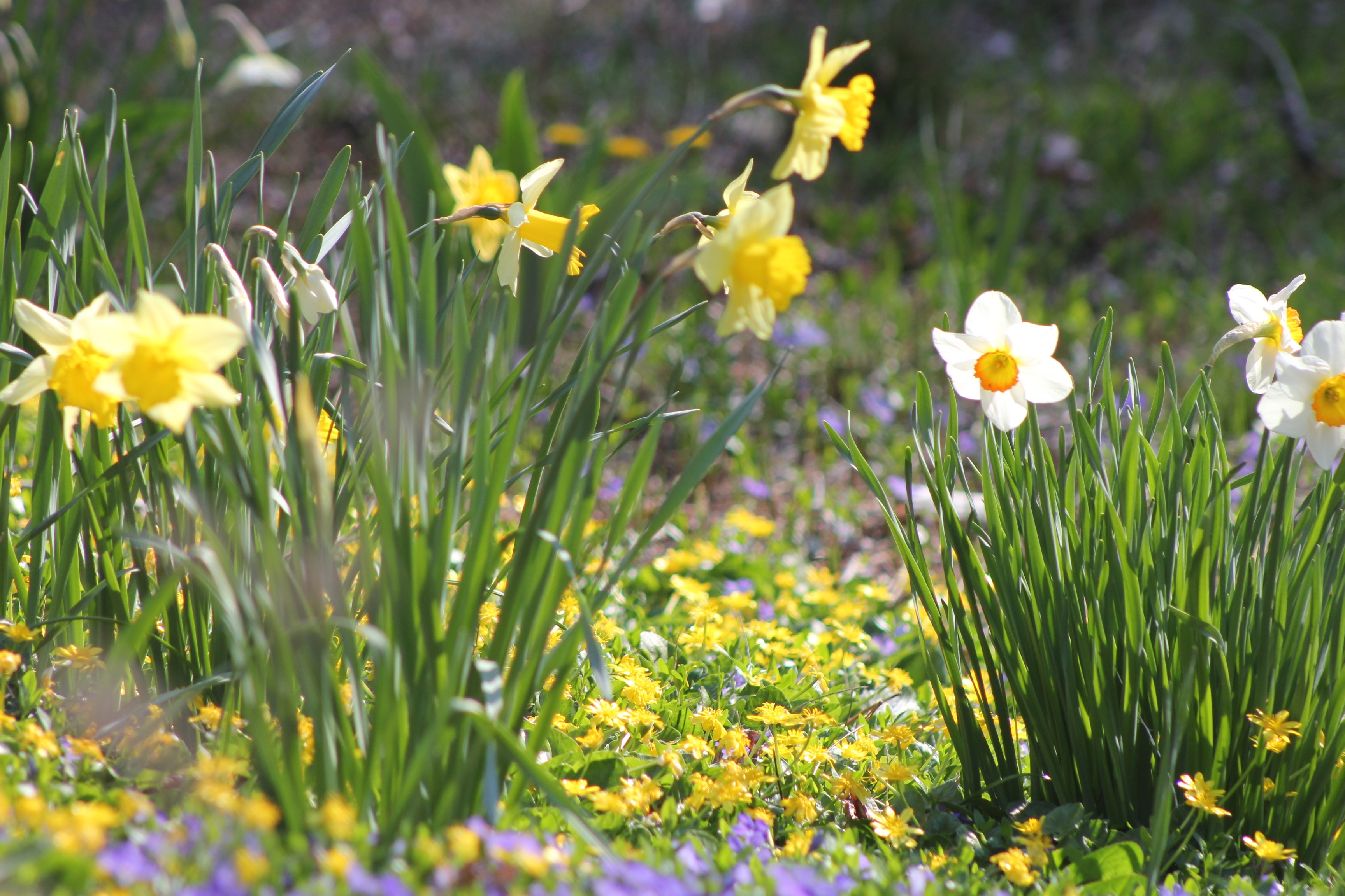 Town of Landaff, New Hampshire - About Landaff